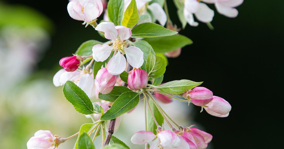 Mad about Malus at Edward Bulmer Natural Paint | Belgravia Village, London